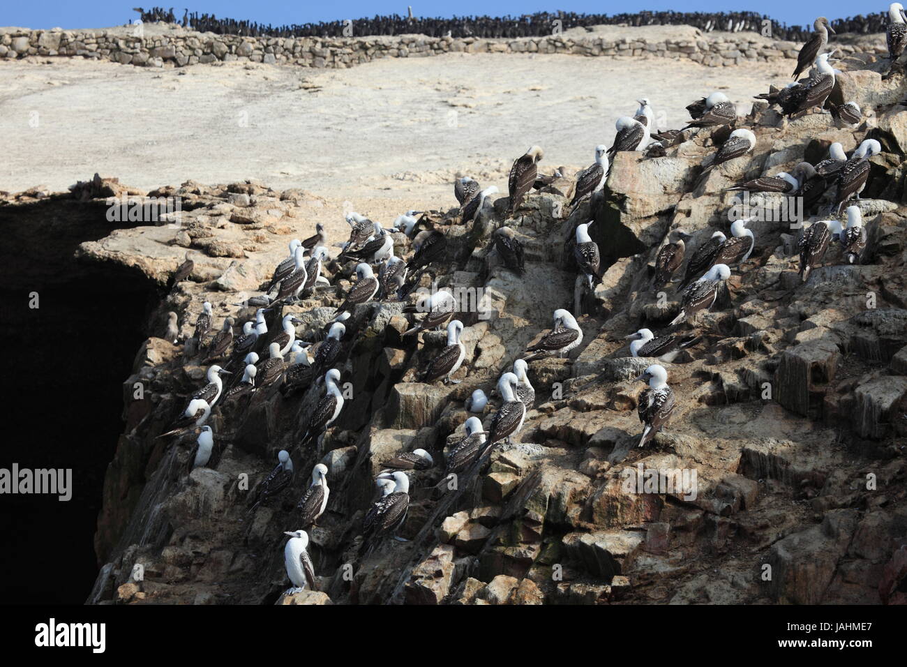 islas ballestas peru Stock Photo - Alamy