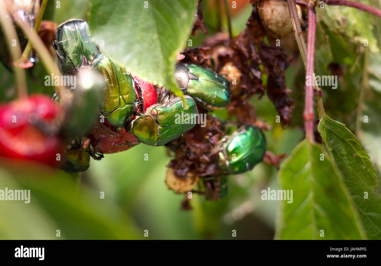 Group of green fruit beetles eating cherries Stock Photo - Alamy