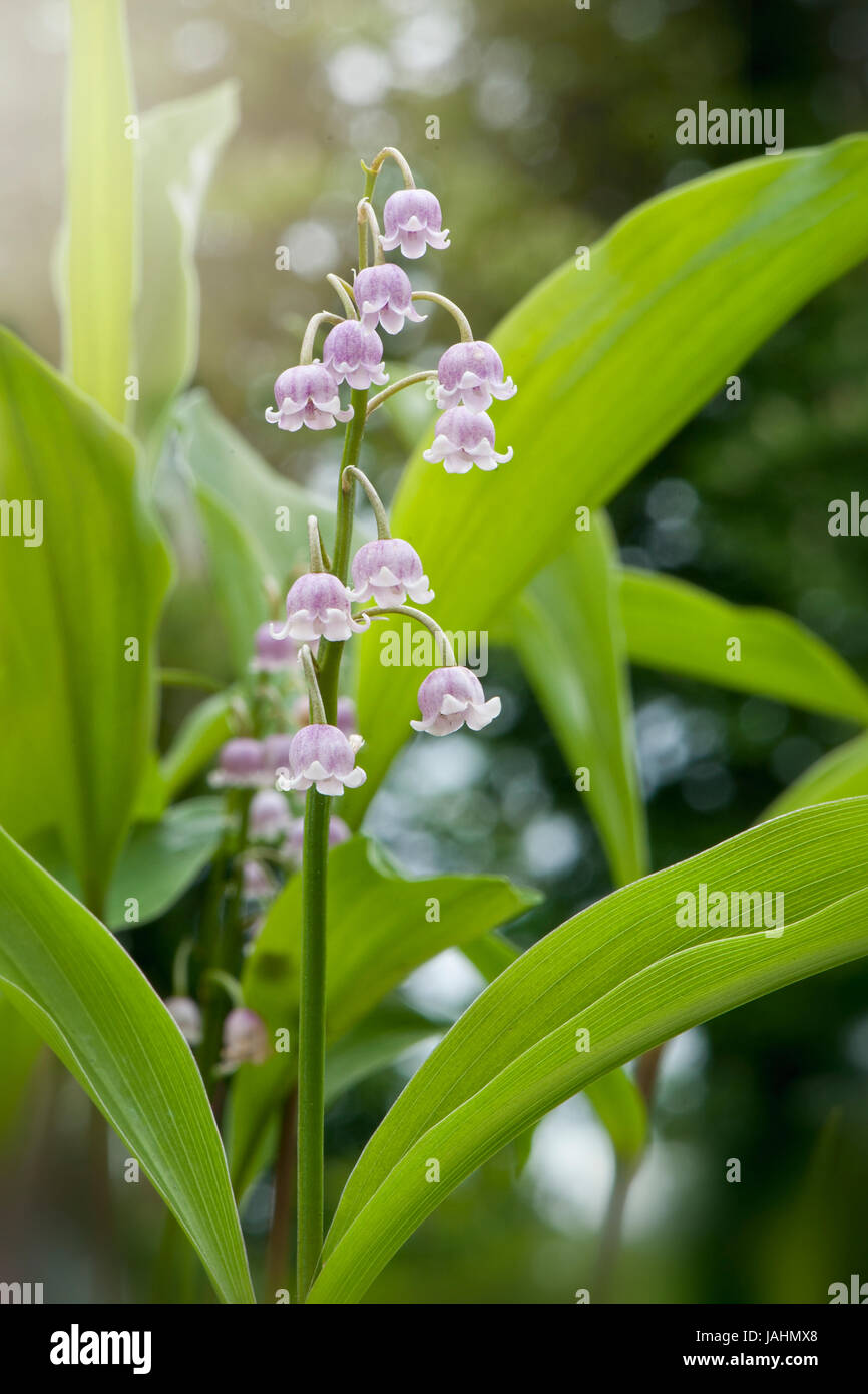 Pink lily of the valley hi-res stock photography and images - Alamy