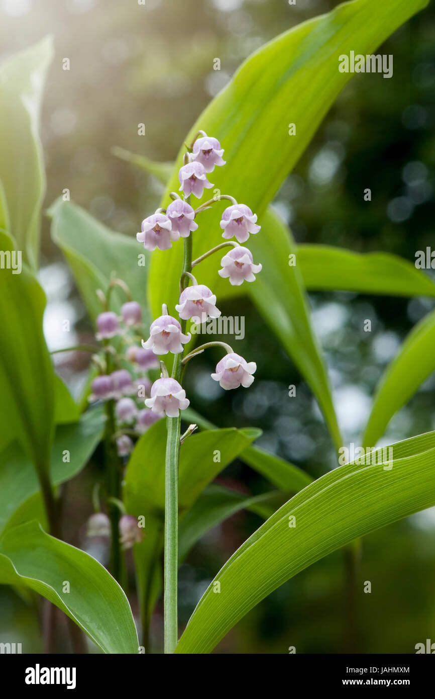 Lily valley convallaria majalis flowering hi-res stock photography and ...