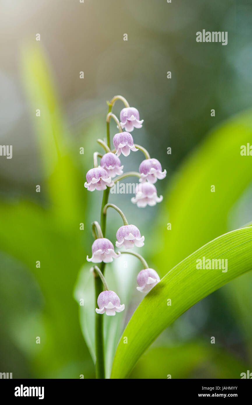Pink lily of the valley hi-res stock photography and images - Alamy