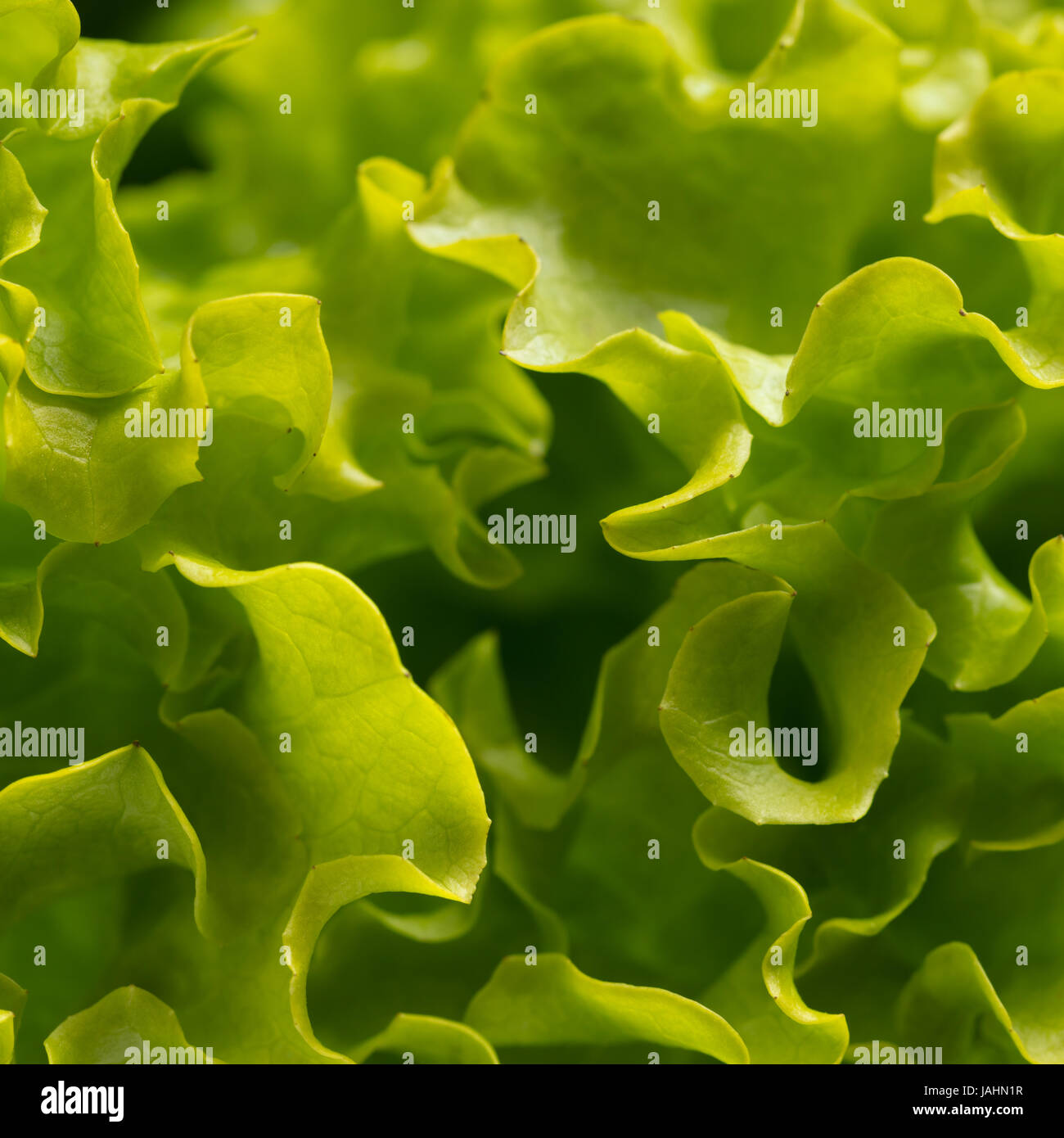 Vegetable abstract background, texture of lettuce close-up Stock Photo ...