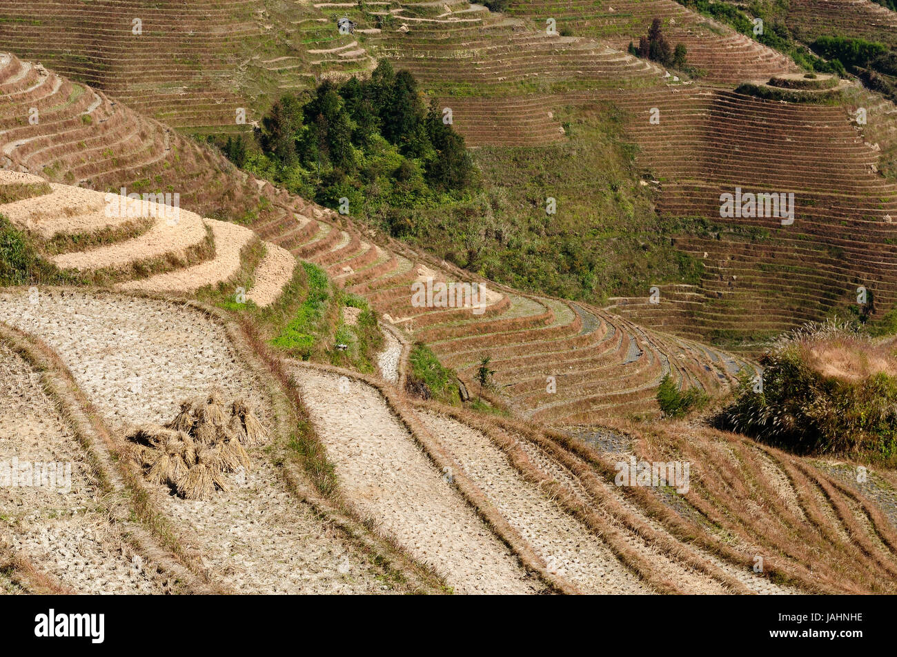 Ancient beautiful rice terraces of Longsheng near Guilin, Guanxi ...