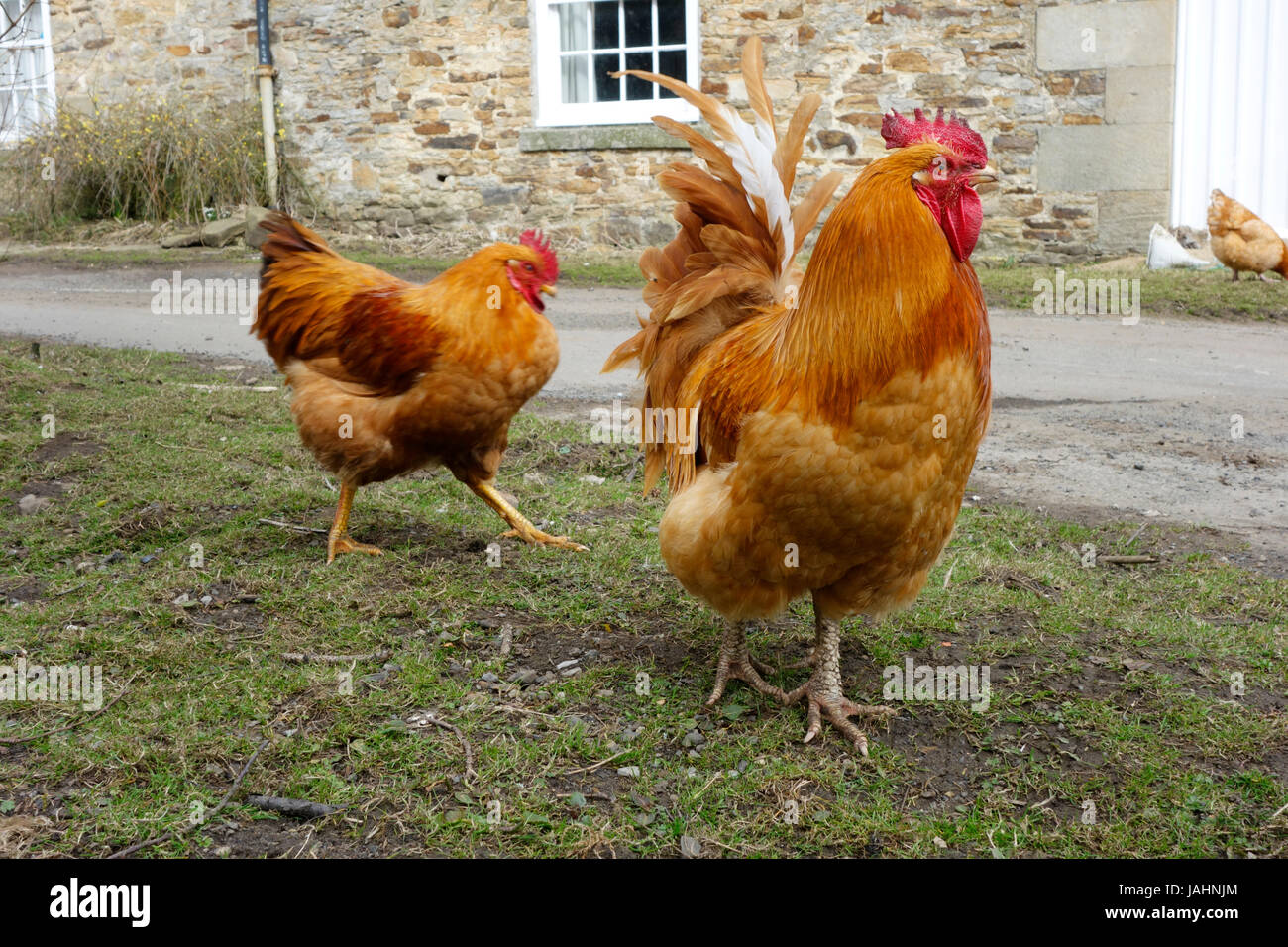 Rearing free range hi-res stock photography and images - Alamy