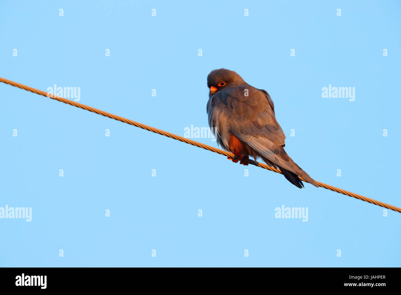 A stunning adult male Red-footed Falcon Falco vespertinus perched on a ...