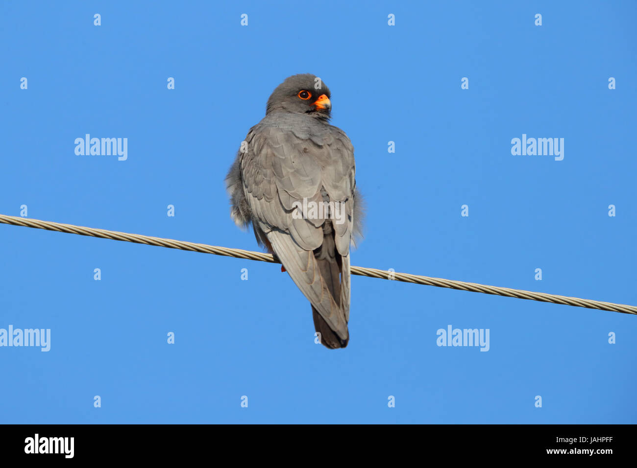 A stunning adult male Red-footed Falcon Falco vespertinus perched on a ...