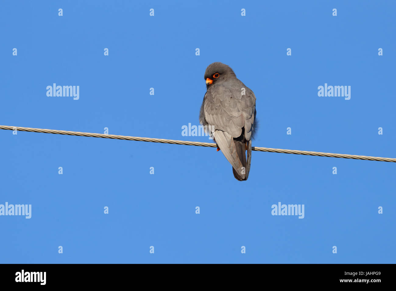 A stunning adult male Red-footed Falcon Falco vespertinus perched on a ...