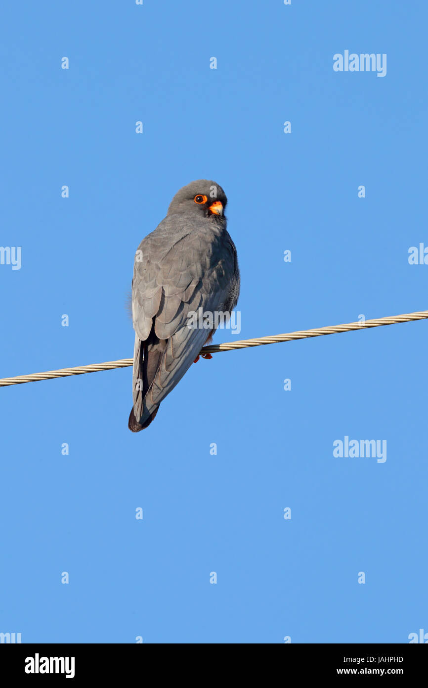 A stunning adult male Red-footed Falcon Falco vespertinus perched on a ...