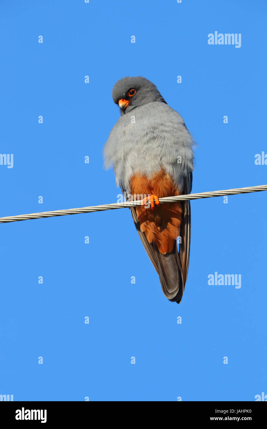A stunning adult male Red-footed Falcon Falco vespertinus perched on a ...