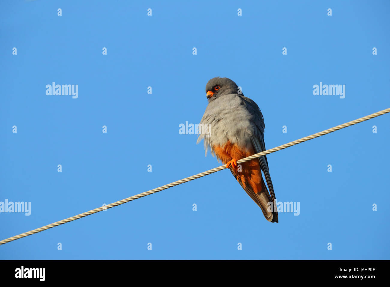 A stunning adult male Red-footed Falcon Falco vespertinus perched on a ...