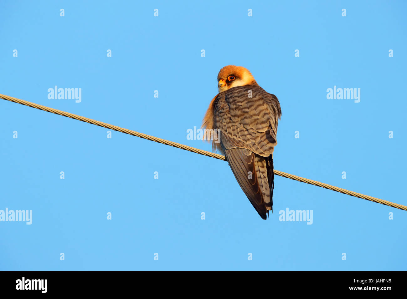 Female Red-footed Falcon Falco vespertinus perched on a wire on ...