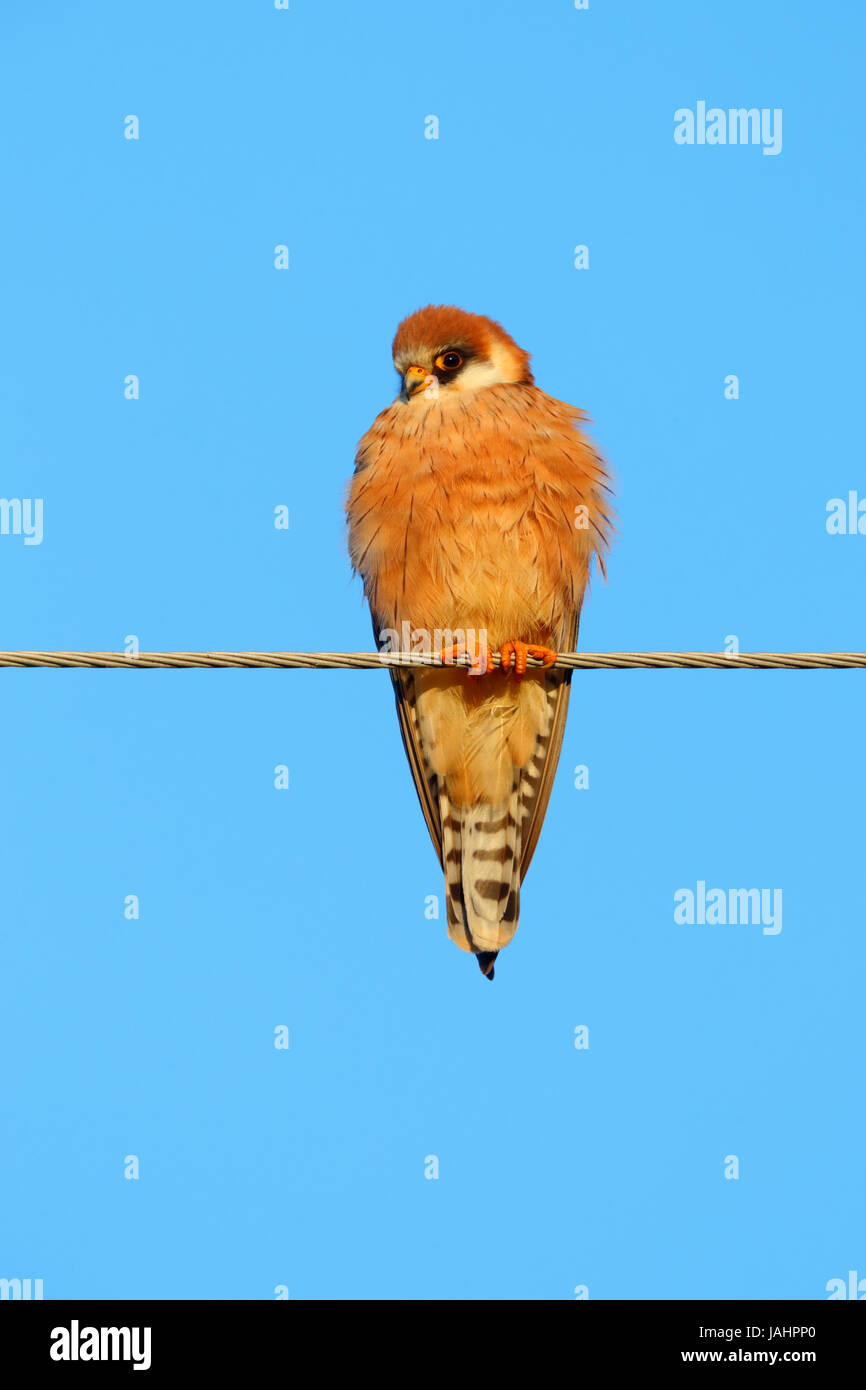 Female Red-footed Falcon Falco vespertinus perched on a wire on ...