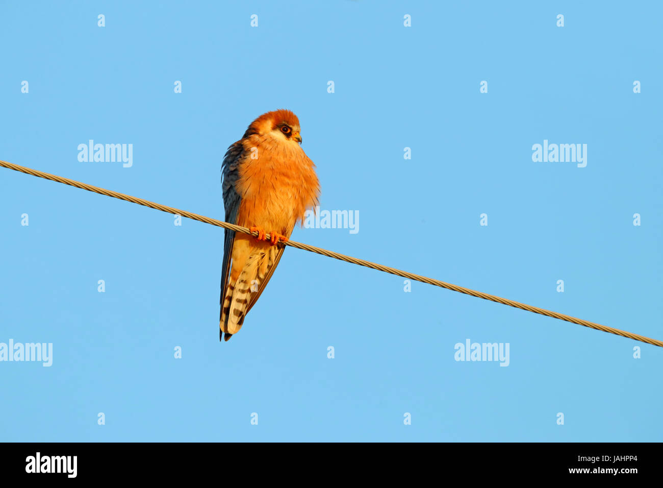 Female Red-footed Falcon Falco vespertinus perched on a wire on ...