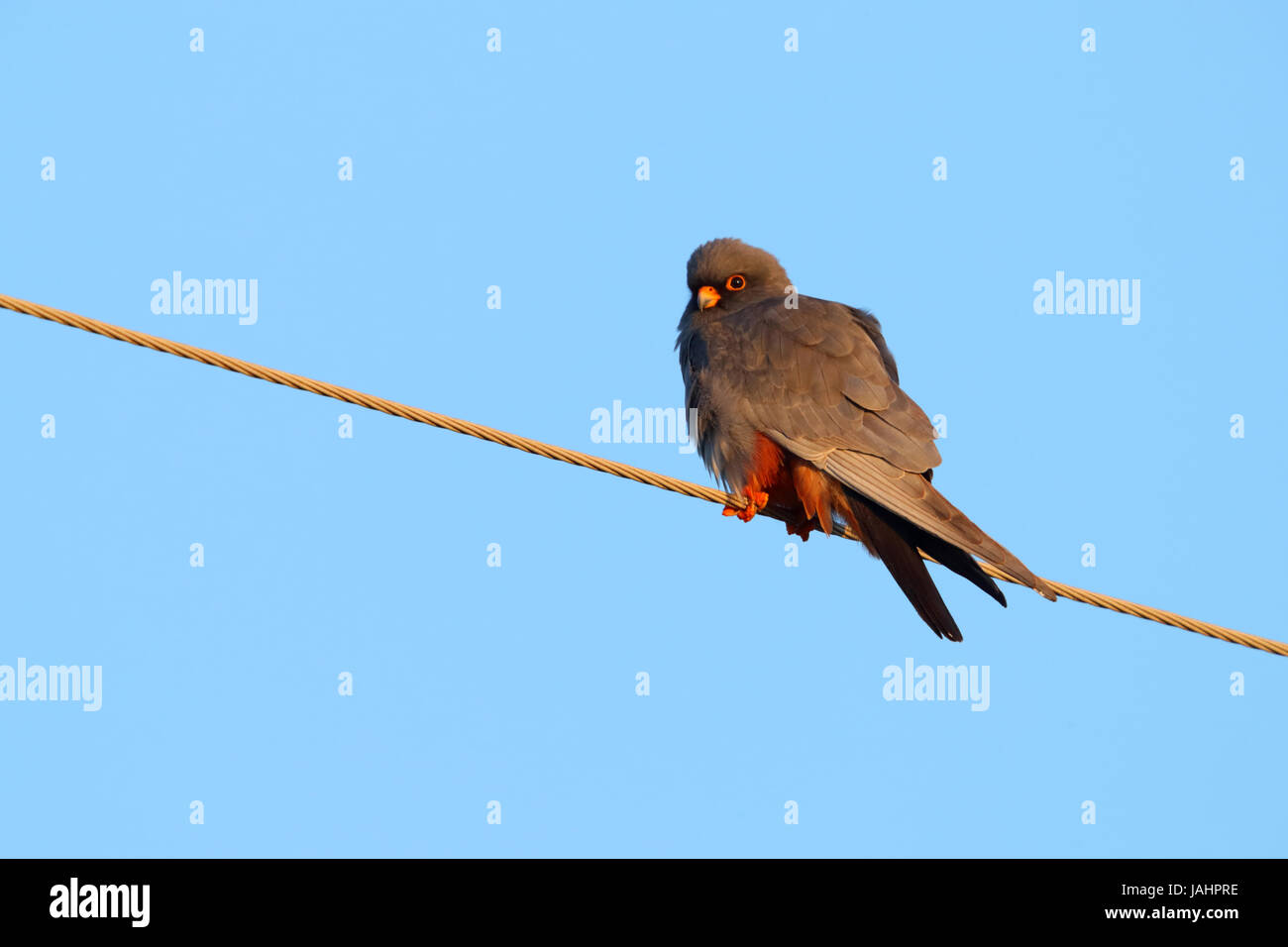 A stunning adult male Red-footed Falcon Falco vespertinus perched on a ...