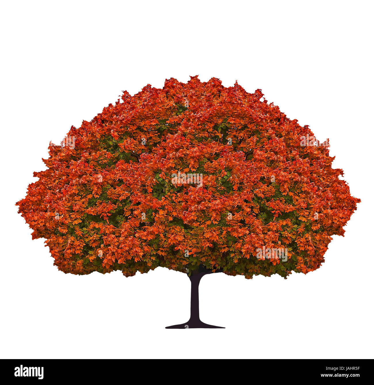 Maple trees wood in Cut Out Stock Images & Pictures - Alamy