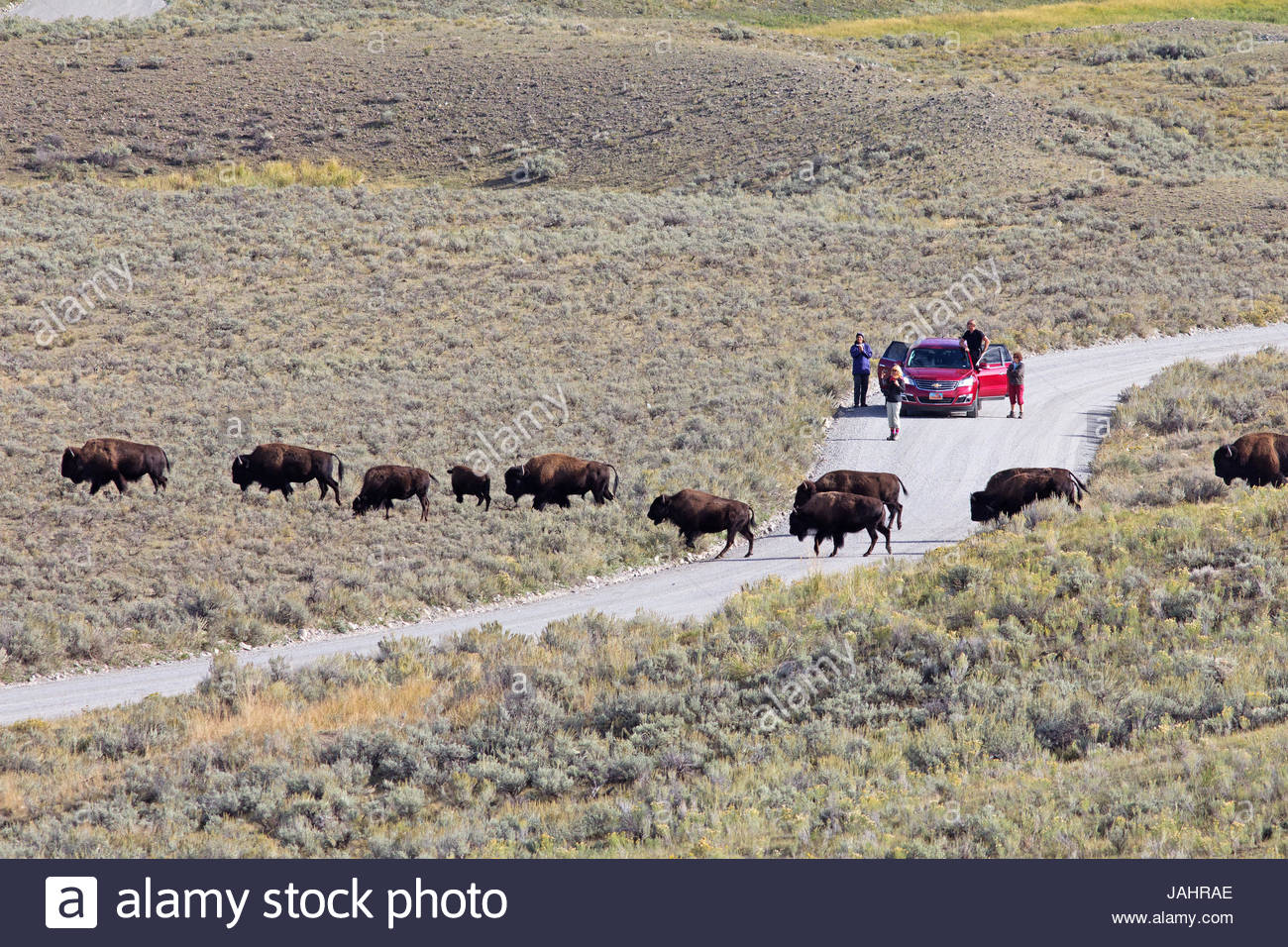 Bison Bison Herd Walking Stock Photos & Bison Bison Herd Walking Stock ...