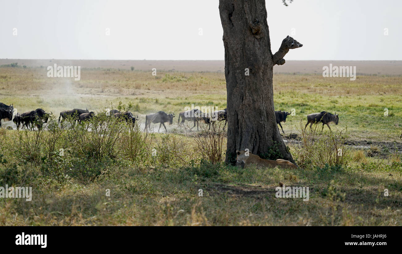 Serengeti wildebeest migration lion hi-res stock photography and images ...