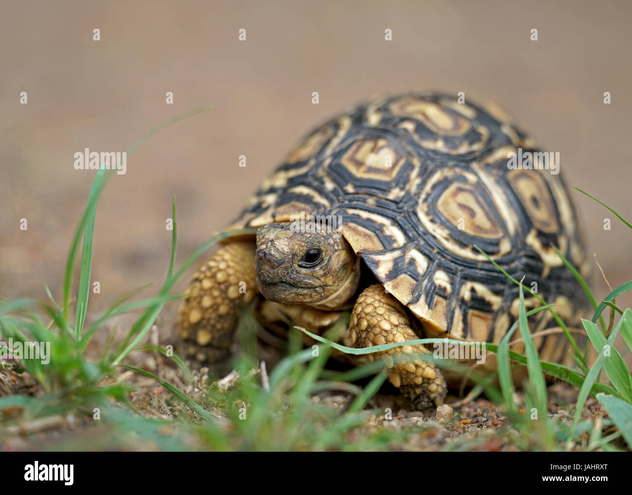 Serengeti tortoise hi-res stock photography and images - Alamy