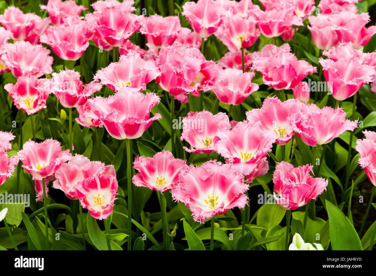 beautiful tulips field. Beautiful spring flowers. background of flowers ...