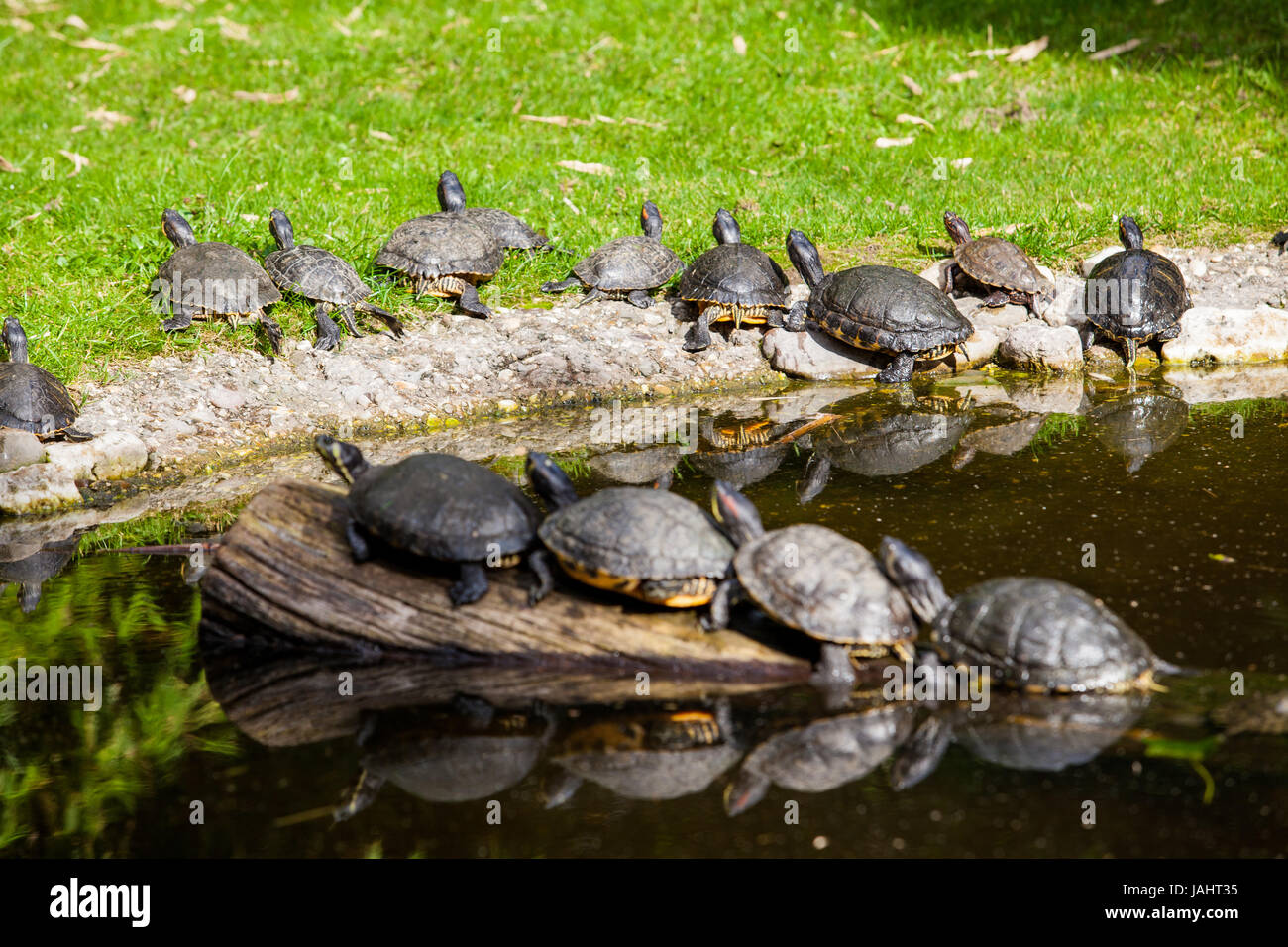 Turtles Sunning. Tortoises Doing Sunbath Stock Photo - Alamy