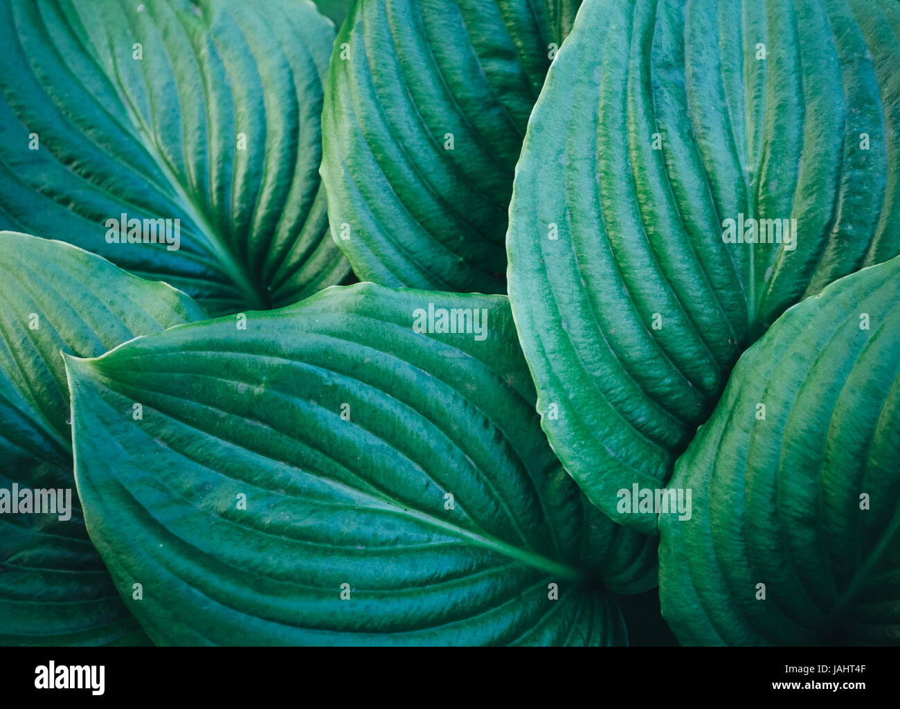 Hosta leaves background hi-res stock photography and images - Alamy