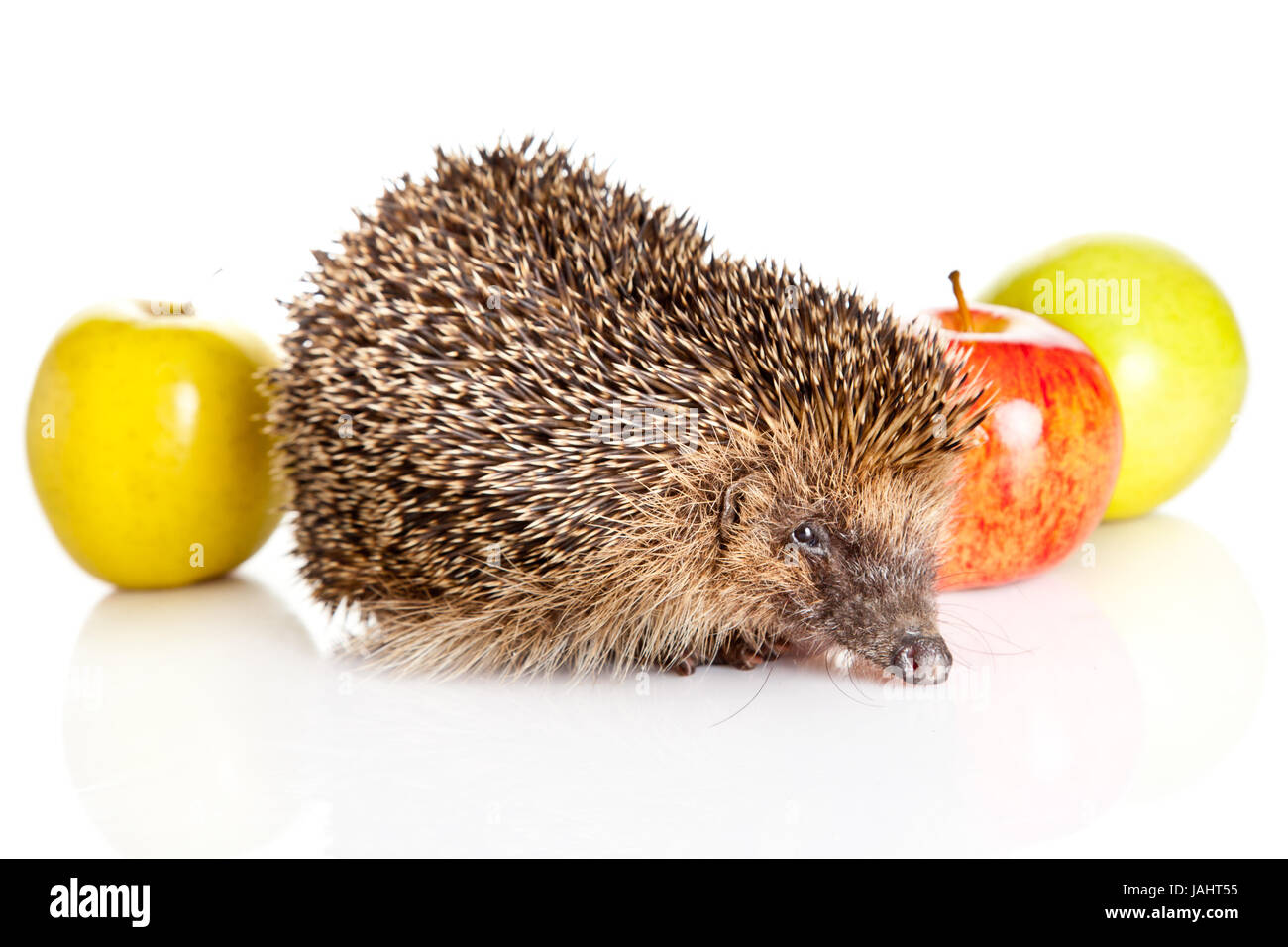 Hedgehog with apple Stock Photo - Alamy