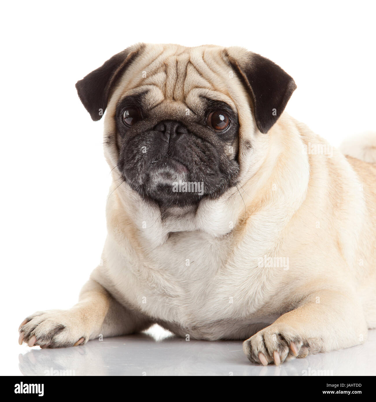 pug dog isolated on a white background Stock Photo - Alamy