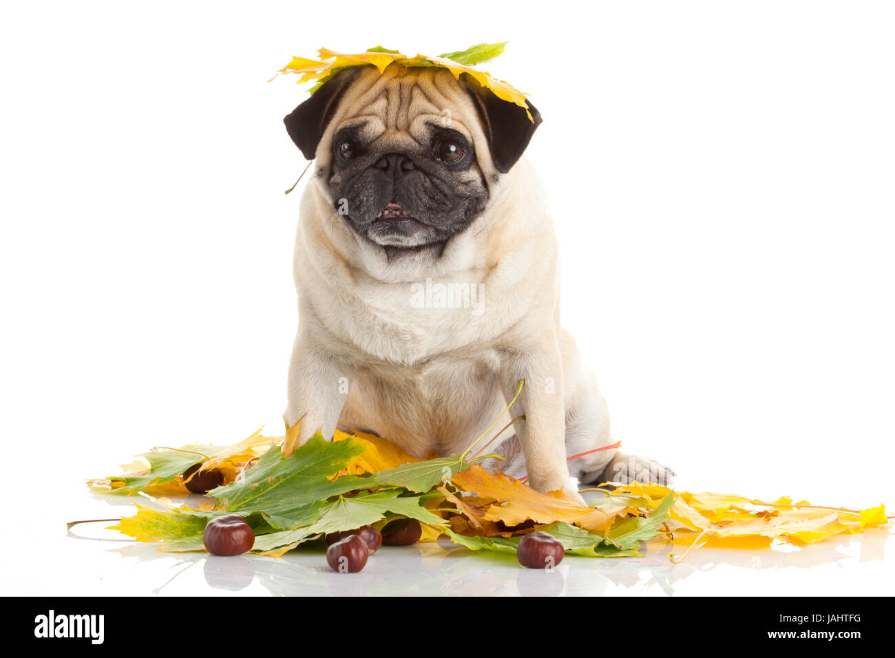 Pug Dog isolated on white background with autumn leaves Stock Photo - Alamy