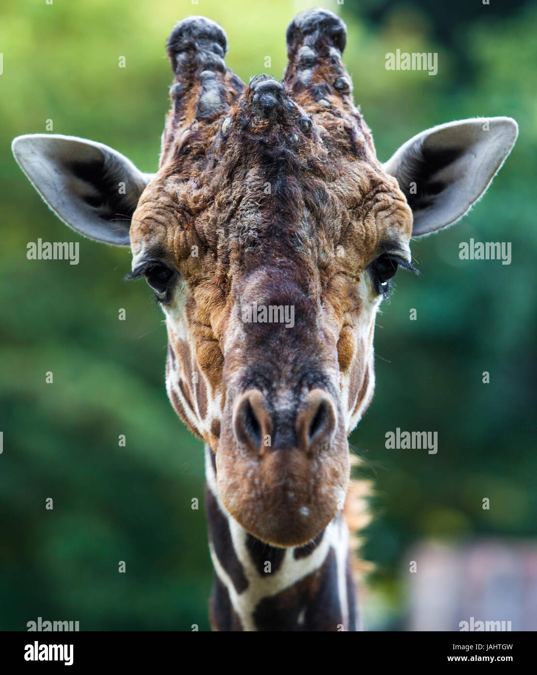 Close up shot of giraffe head. Giraffe portrait Stock Photo - Alamy