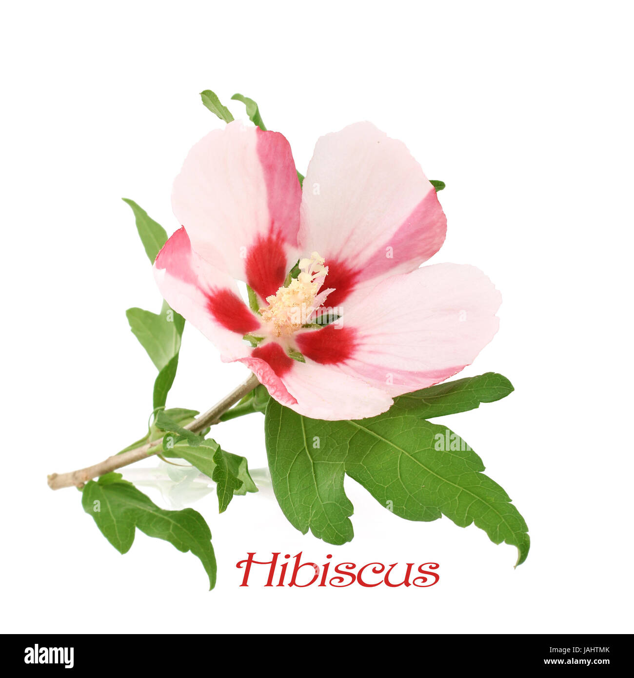 Essence production Cut Out Stock Images & Pictures - Alamy