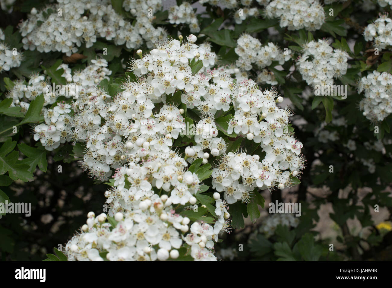 Hawthorn blossom, Crataegus monogyna, also known as the May Tree Stock ...