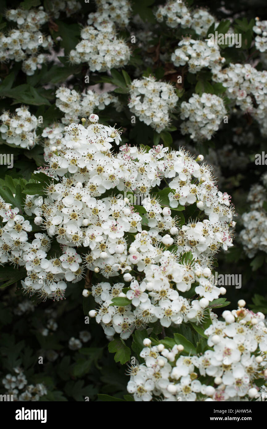 Hawthorn blossom, Crataegus monogyna, also known as the May Tree Stock ...
