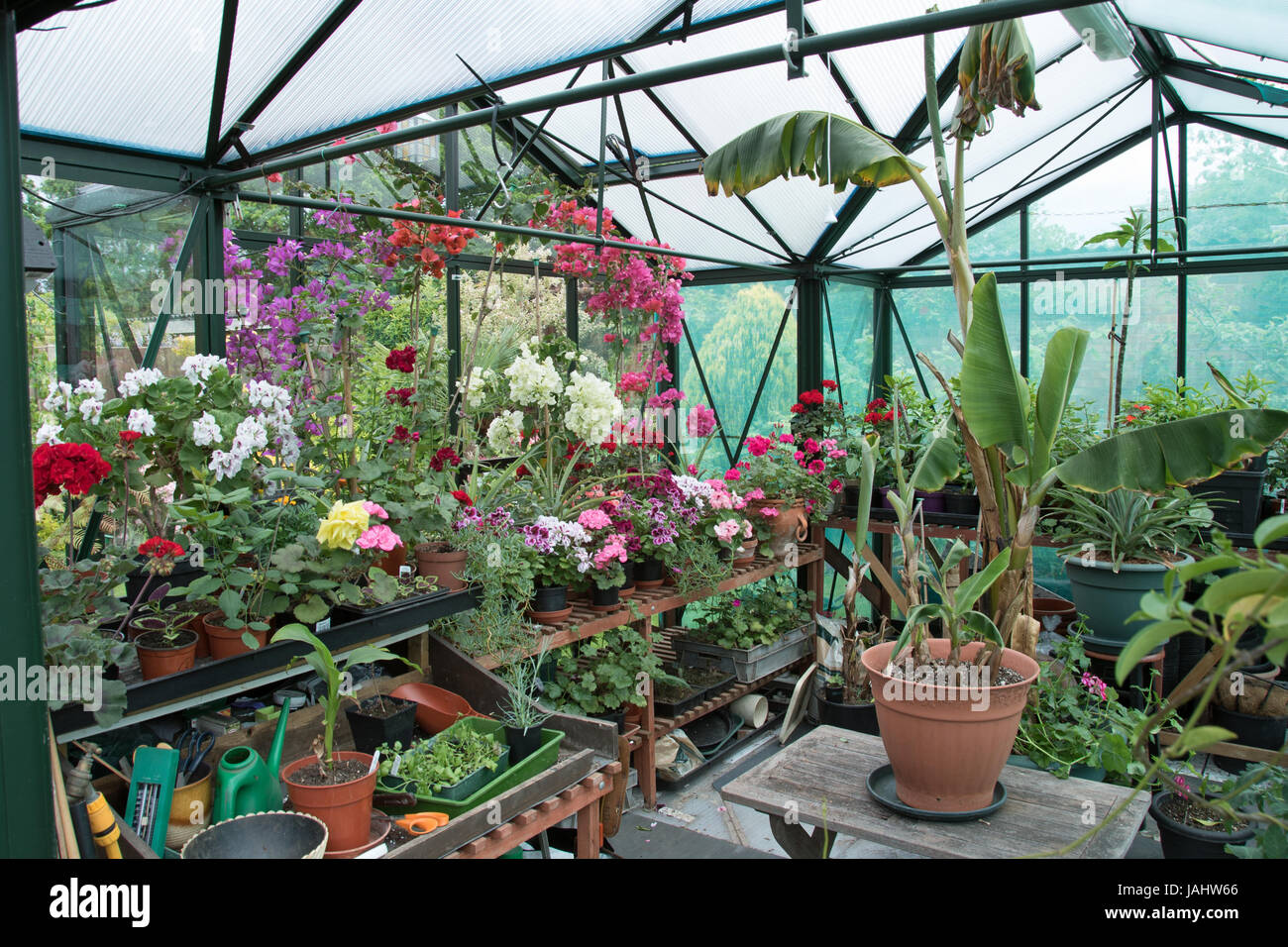 colourful summer greenhouse Stock Photo - Alamy