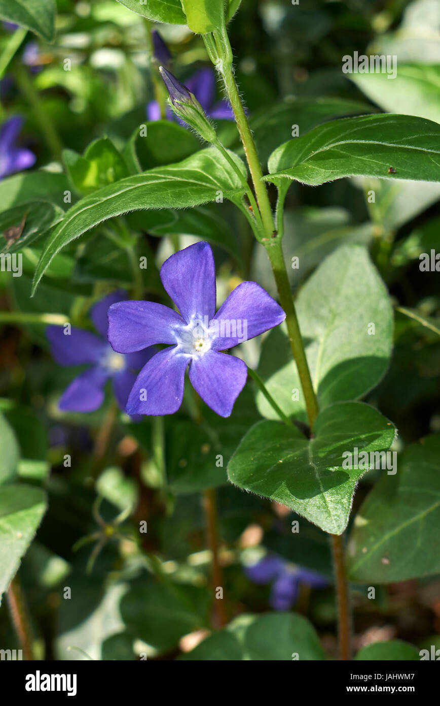 Vinca major vine hi-res stock photography and images - Alamy