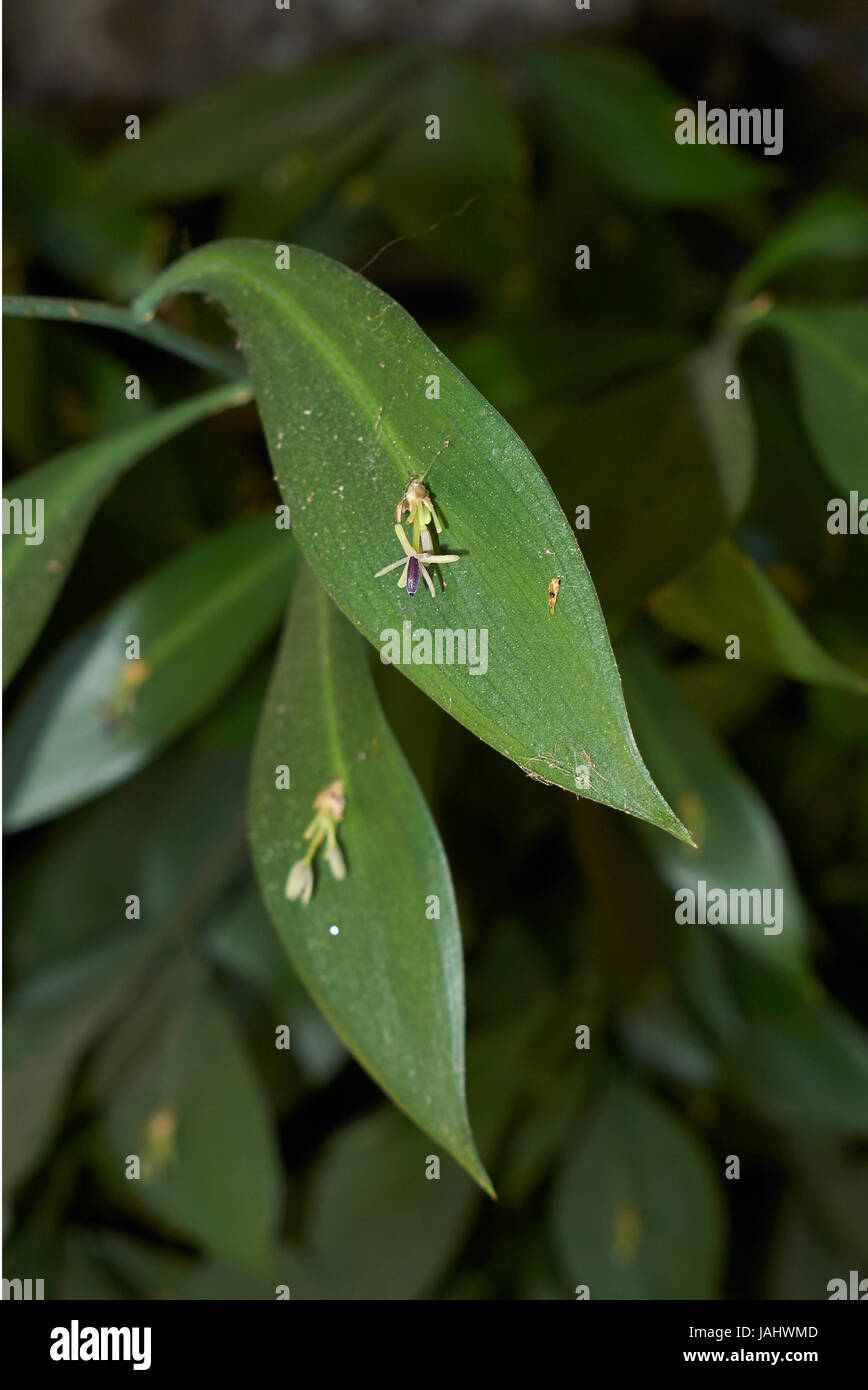 Ruscus High Resolution Stock Photography and Images - Alamy