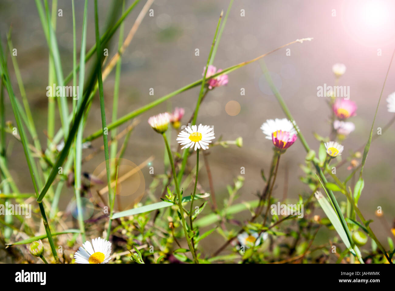 Daisies, spring flowers Stock Photo - Alamy