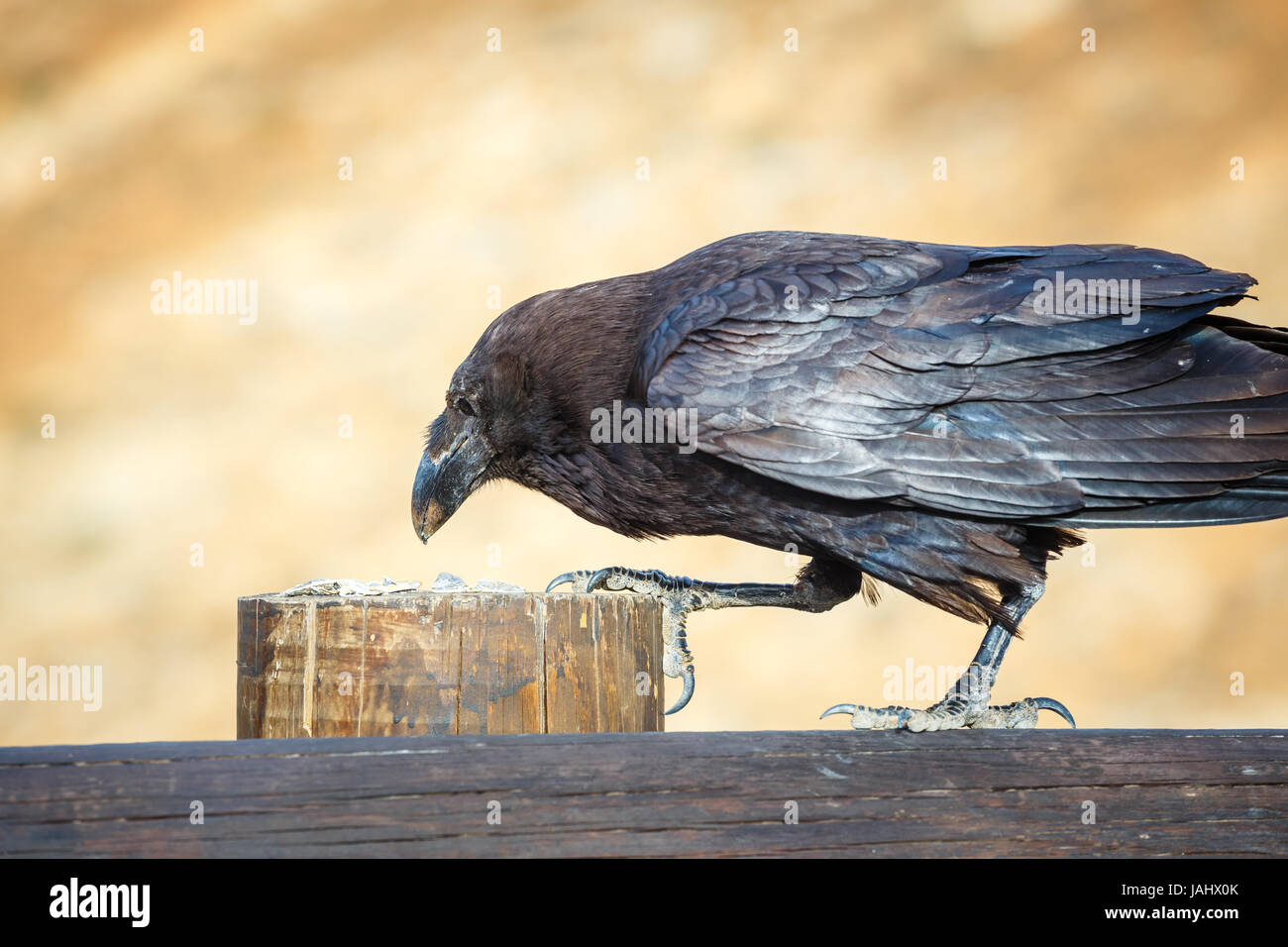 Common Raven sitting on a wooden beam, close up Stock Photo - Alamy