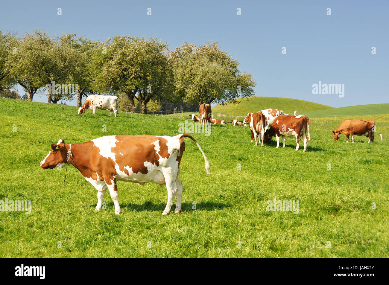 Cows in Emmental region, Switzerland Stock Photo - Alamy