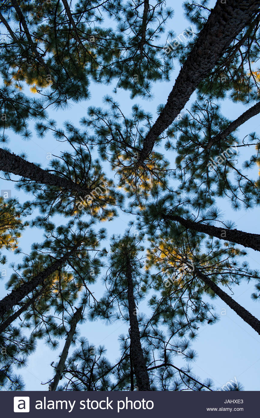 Longleaf Pine Trees High Resolution Stock Photography and Images - Alamy