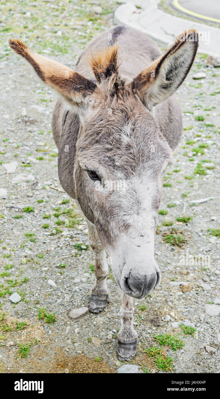 Brown donkey with colored ears, outdoor standing, portrait Stock Photo ...