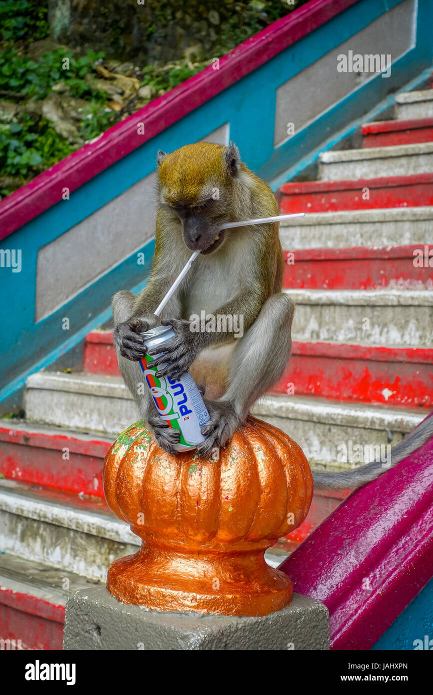 Batu Caves Monkeys