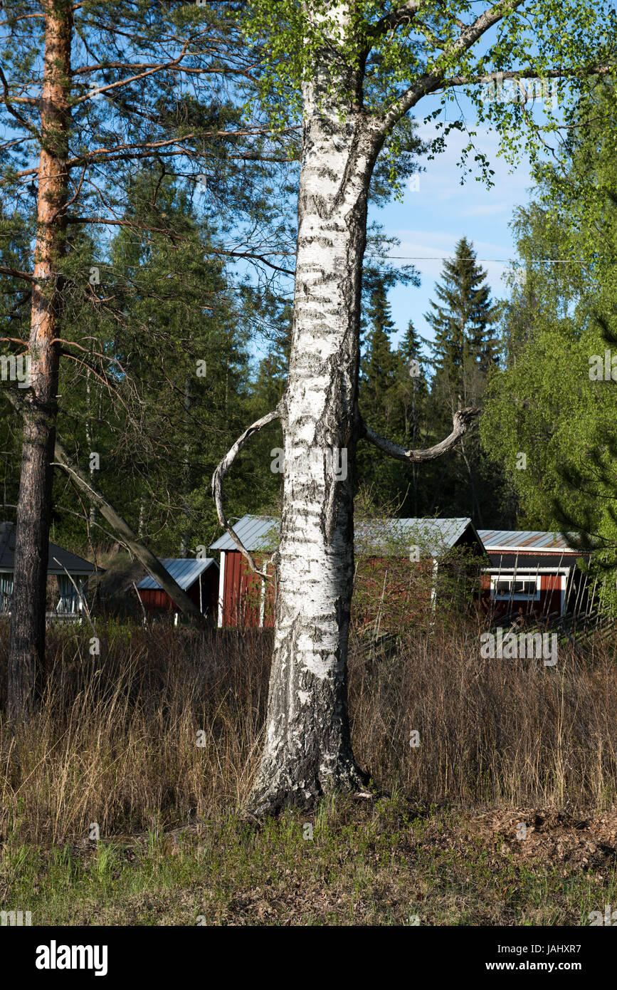 Birch trees fresh spring foliage hi-res stock photography and images ...