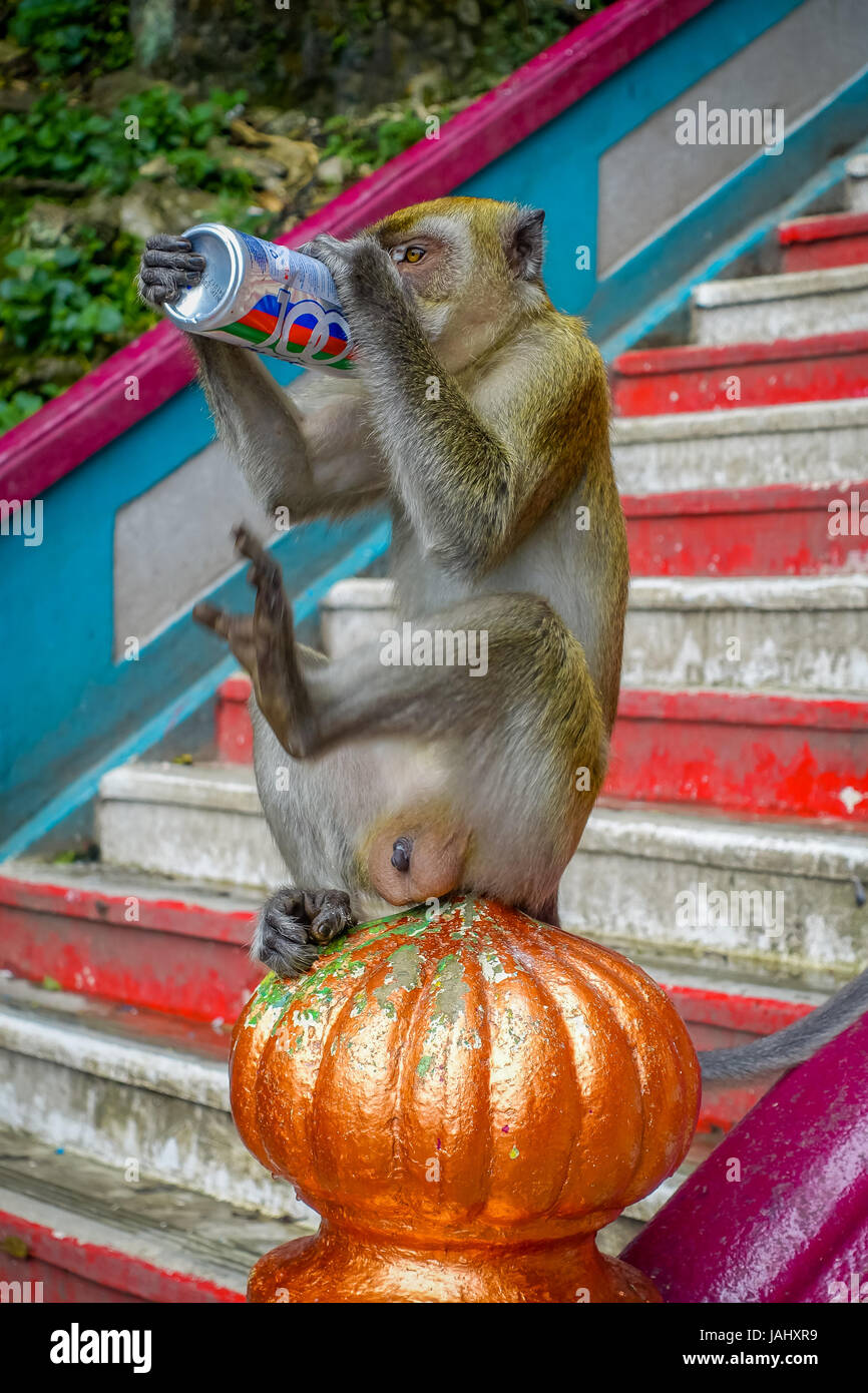 Kuala Lumpur, Malaysia - March 9, 2017: Monkey drinking soda can in the ...