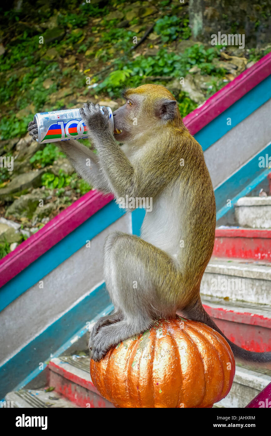 Kuala Lumpur, Malaysia - March 9, 2017: Monkey drinking soda can in the ...