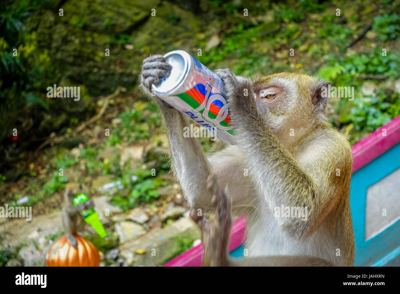 Kuala Lumpur, Malaysia - March 9, 2017: Monkey drinking soda can in the ...