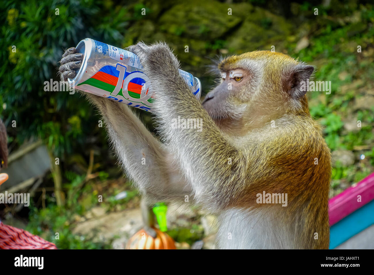 Monkey drinking hi-res stock photography and images - Alamy