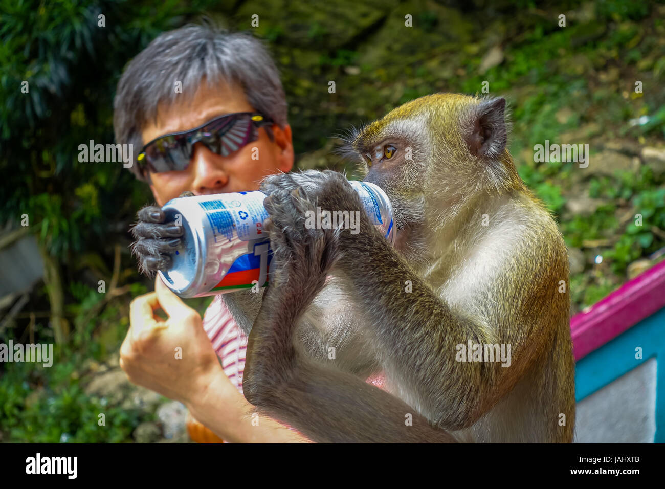Kuala Lumpur, Malaysia - March 9, 2017: Monkey drinking soda can in the ...