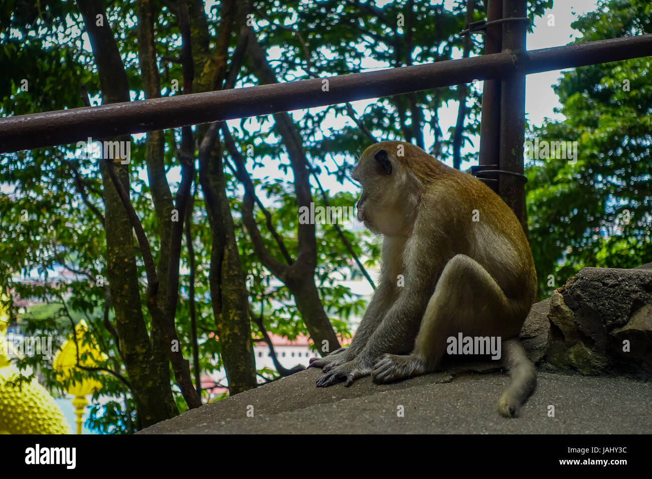 Closeup of monkey in Batu Caves, Malaysia Stock Photo - Alamy