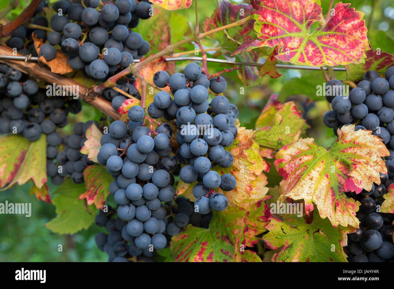 Reife rote Weintrauben in der Pfalz Stock Photo - Alamy
