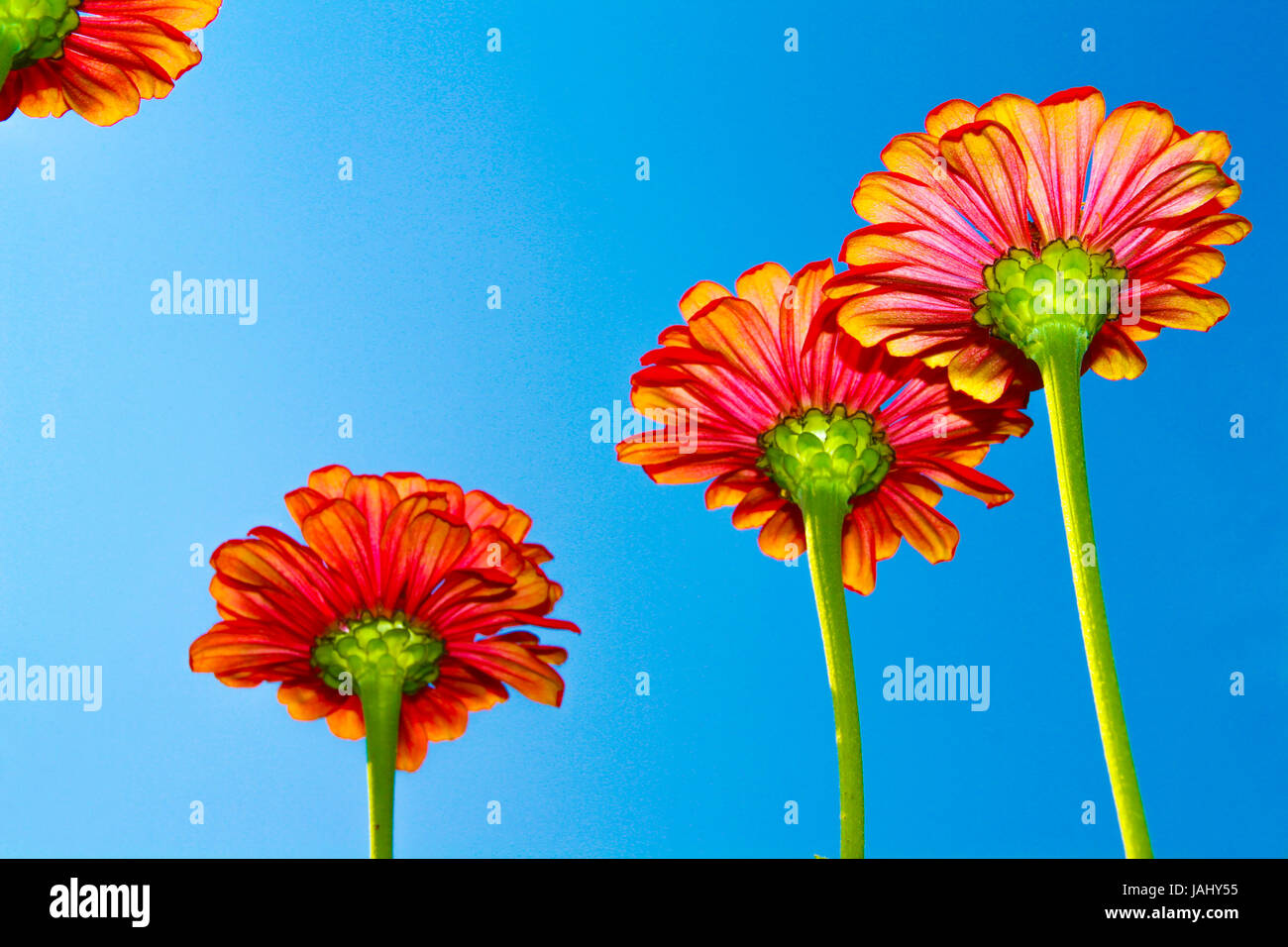 red flowers with blue background Stock Photo - Alamy